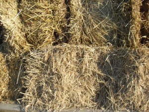 Hay Now | Laura Grace Weldon