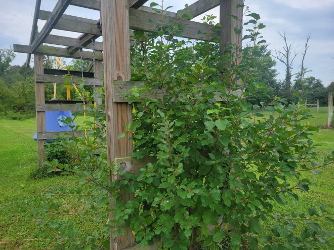 Blog | Laura Grace Weldon | Free Range Learning, Creative Living ...